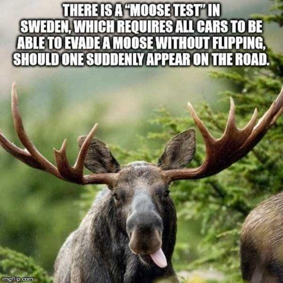 The 27 Funniest Moose Memes, Ranked