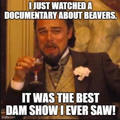 The 21 Funniest Beaver Memes For Those Who DO Give A Dam