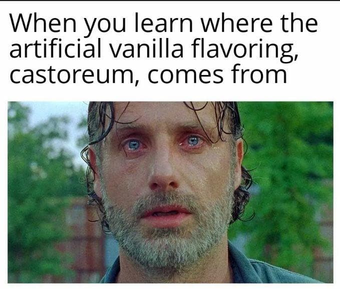 The 21 Funniest Beaver Memes For Those Who DO Give A Dam