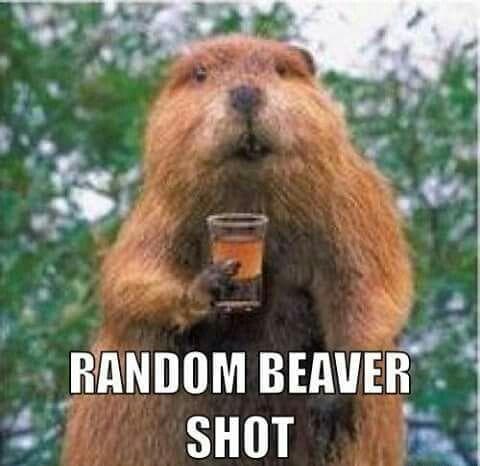 The 21 Funniest Beaver Memes For Those Who DO Give A Dam