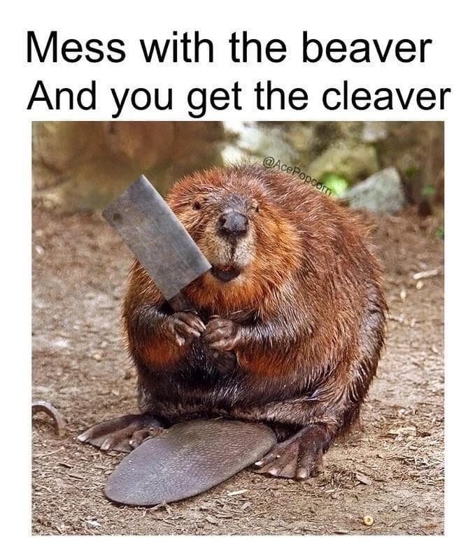 The 21 Funniest Beaver Memes For Those Who DO Give A Dam