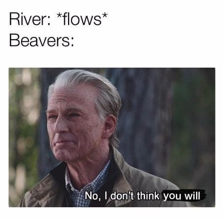 The 21 Funniest Beaver Memes For Those Who DO Give A Dam