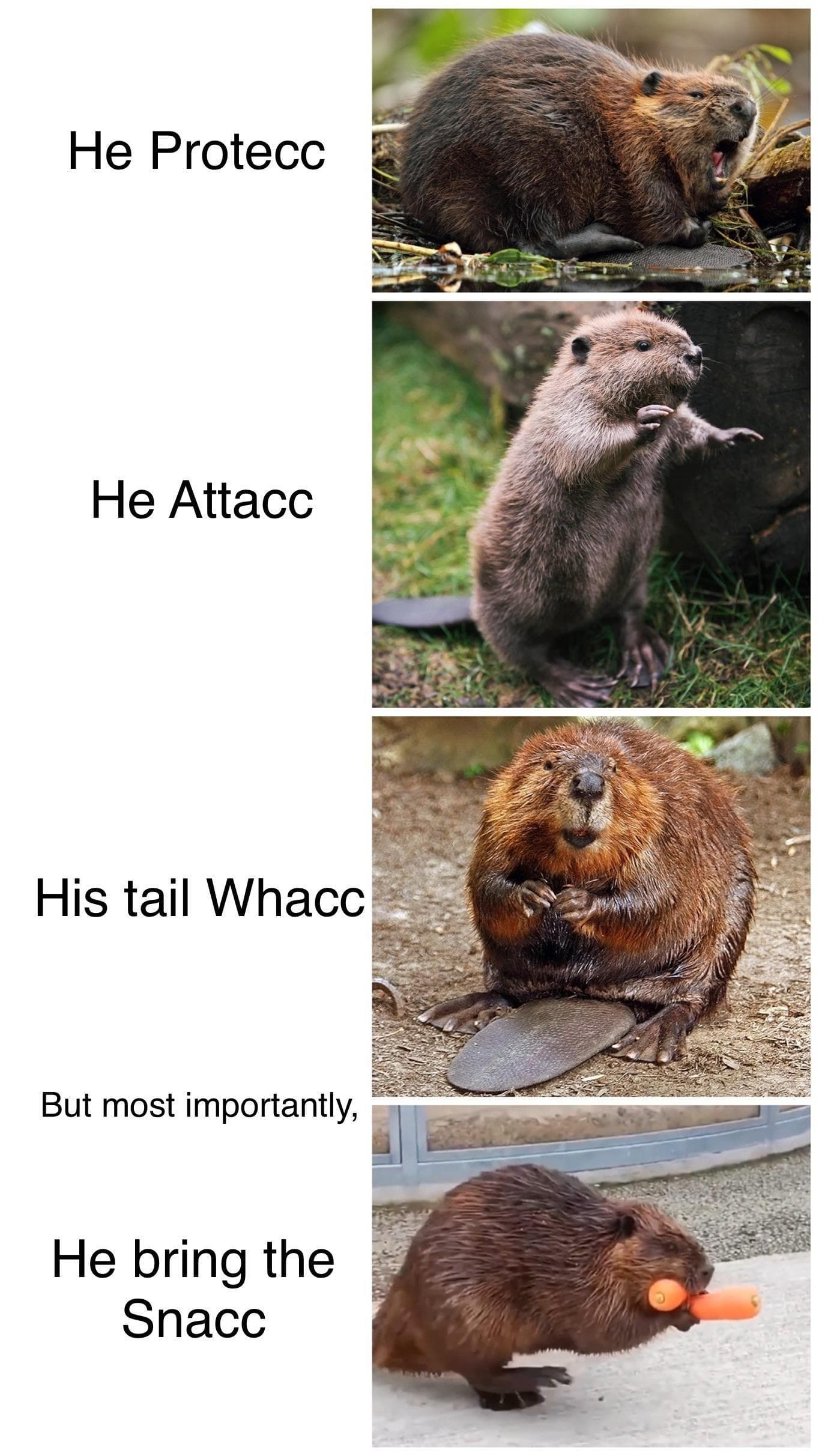 The 21 Funniest Beaver Memes For Those Who DO Give A Dam