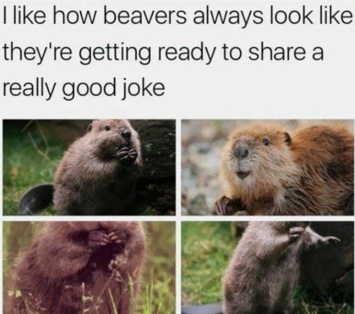 The 21 Funniest Beaver Memes For Those Who DO Give A Dam