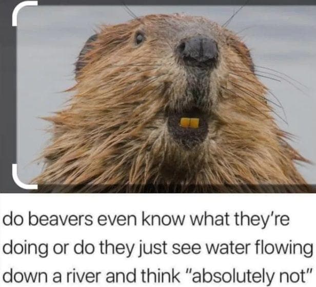 The 21 Funniest Beaver Memes For Those Who DO Give A Dam