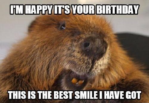 The 21 Funniest Beaver Memes For Those Who DO Give A Dam