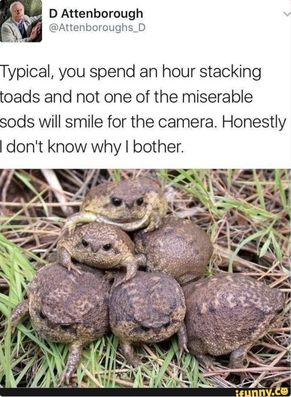 The 26 Funniest Toad Memes, Ranked