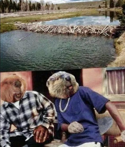 The 21 Funniest Beaver Memes For Those Who DO Give A Dam