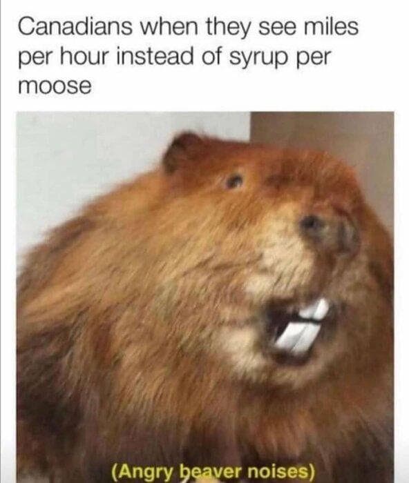 The 21 Funniest Beaver Memes For Those Who DO Give A Dam
