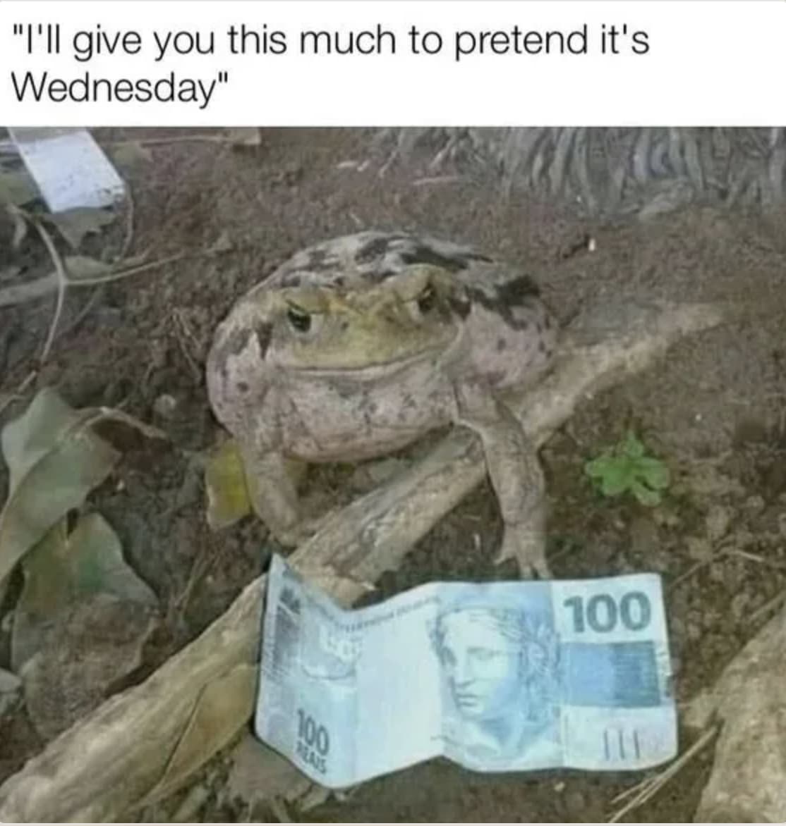 The 26 Funniest Toad Memes, Ranked