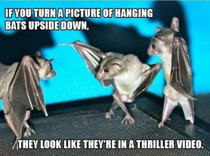 The 25 Funniest Bat Memes, Ranked