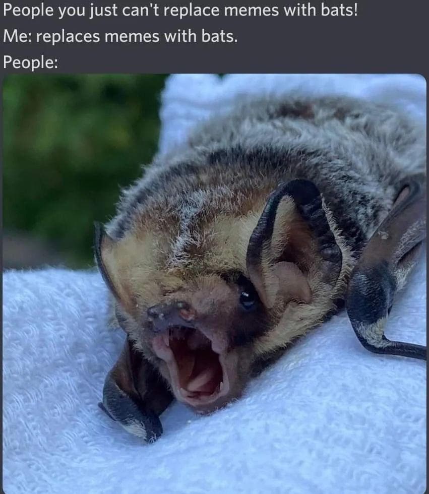 The 25 Funniest Bat Memes, Ranked