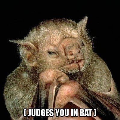 The 25 Funniest Bat Memes, Ranked