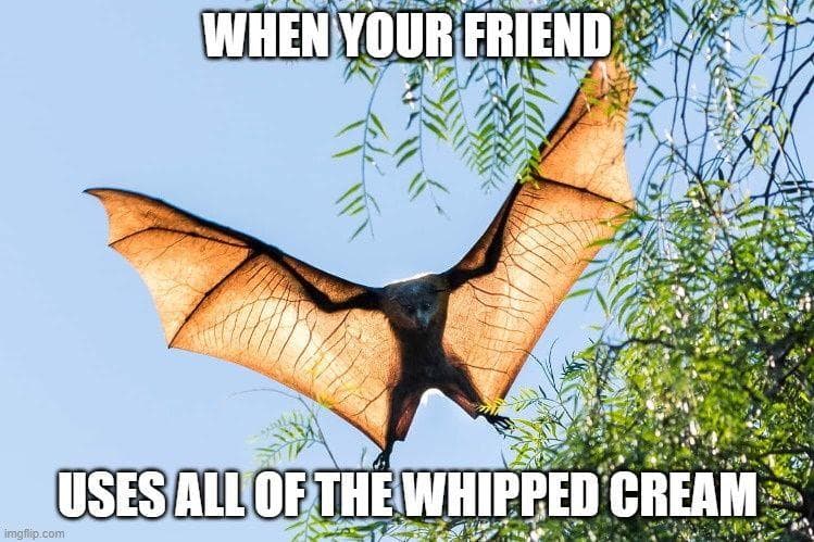 The 25 Funniest Bat Memes, Ranked