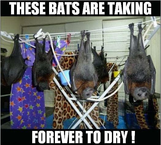The 25 Funniest Bat Memes, Ranked