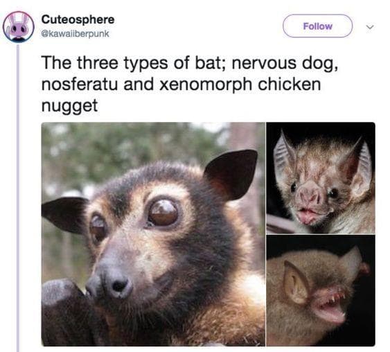 The 25 Funniest Bat Memes, Ranked