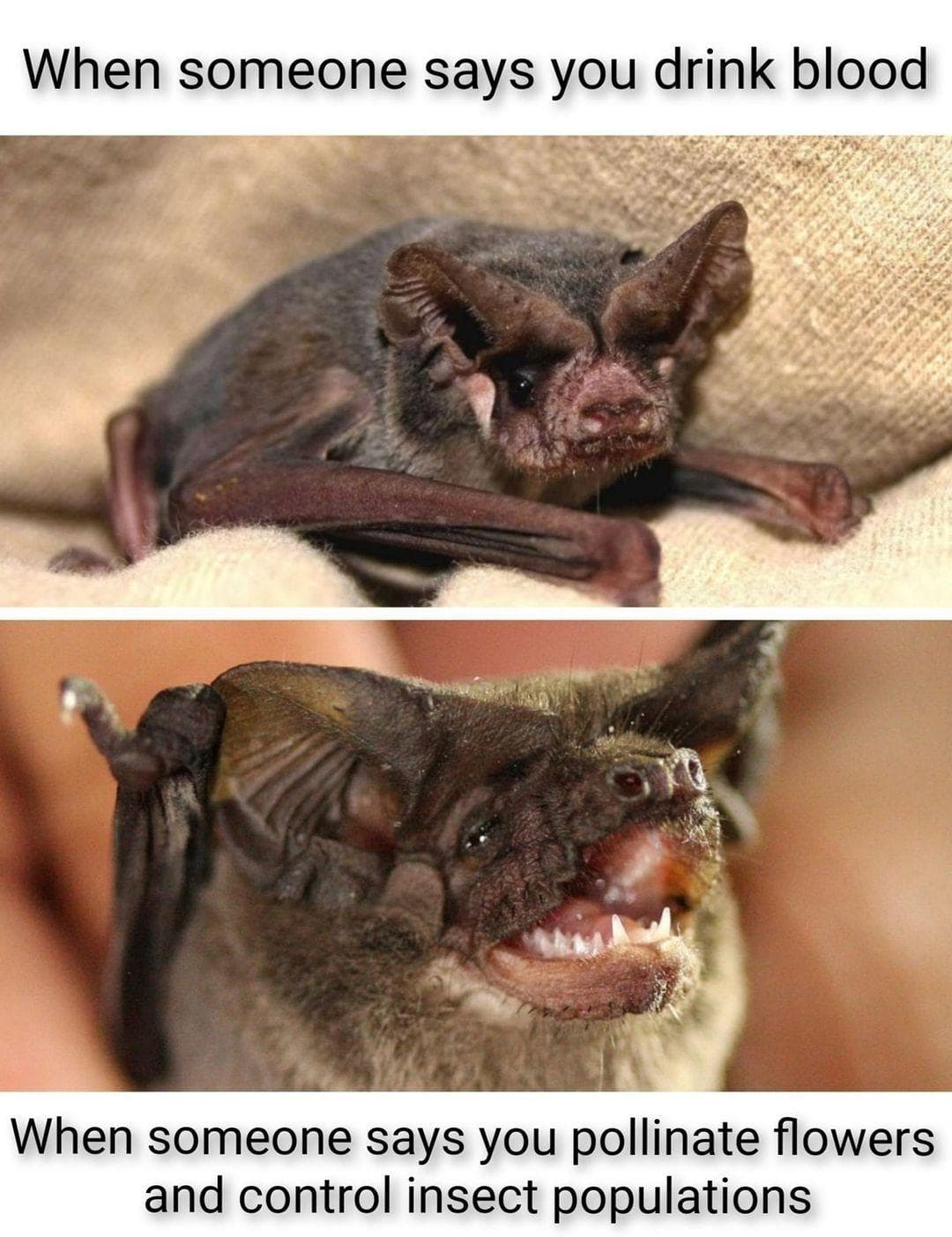 The 25 Funniest Bat Memes, Ranked