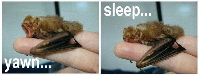 The 25 Funniest Bat Memes, Ranked