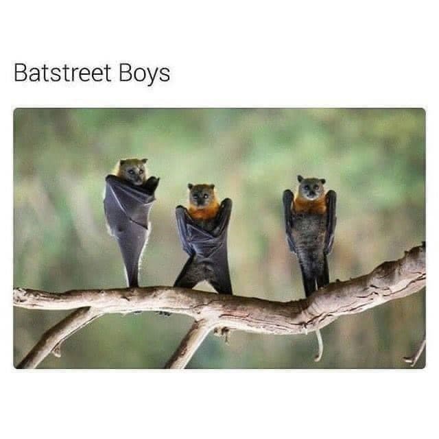 The 25 Funniest Bat Memes, Ranked