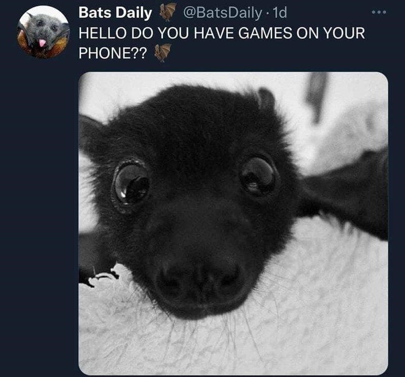 The 25 Funniest Bat Memes, Ranked