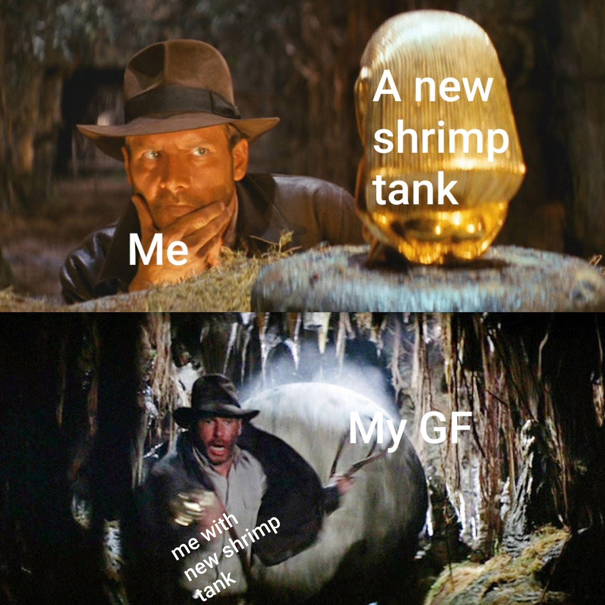 The 23 Funniest Shrimp Memes, Ranked