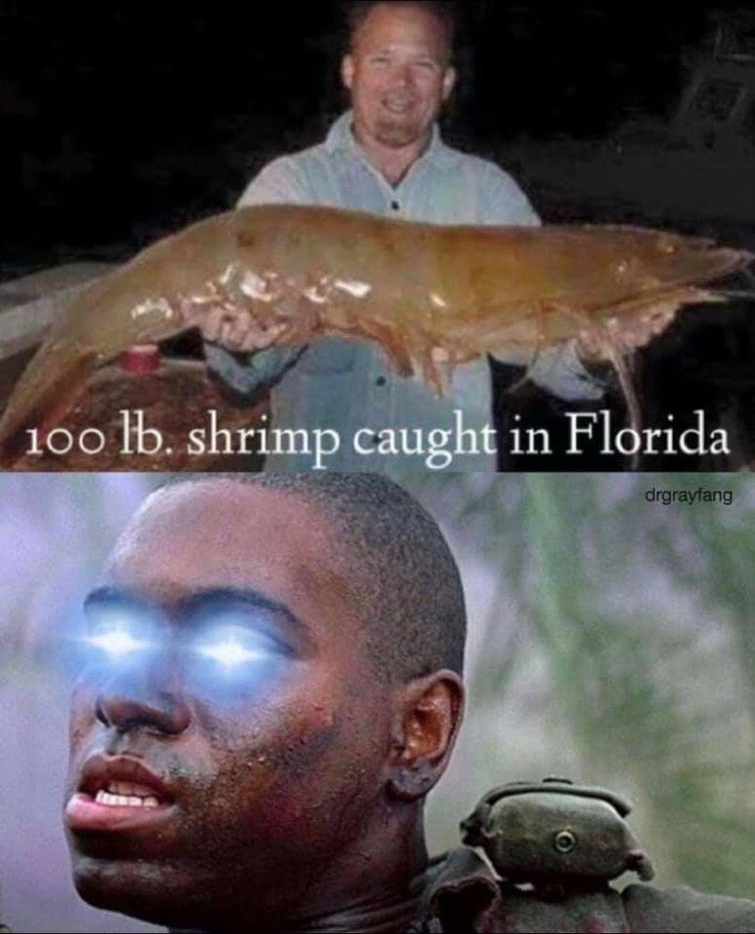 The 23 Funniest Shrimp Memes, Ranked
