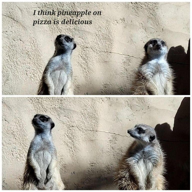 The 23 Funniest Meerkat Memes, Ranked