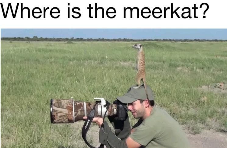 The 23 Funniest Meerkat Memes, Ranked