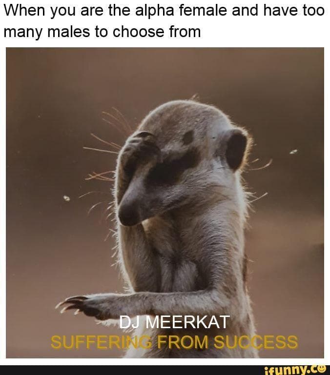 The 23 Funniest Meerkat Memes, Ranked