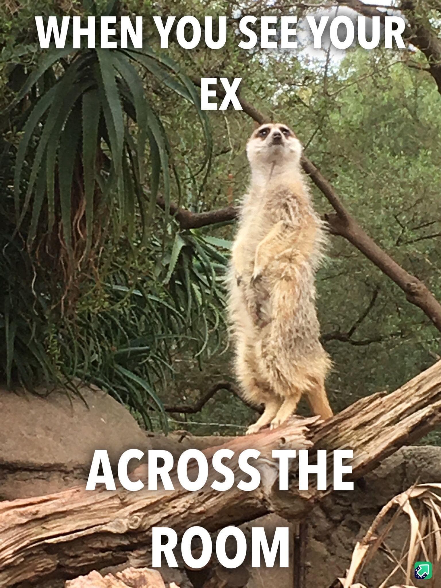The 23 Funniest Meerkat Memes, Ranked