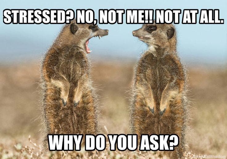 The 23 Funniest Meerkat Memes, Ranked
