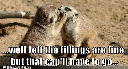 The 23 Funniest Meerkat Memes, Ranked