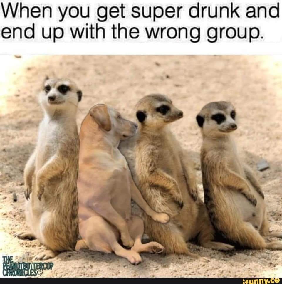 The 23 Funniest Meerkat Memes, Ranked