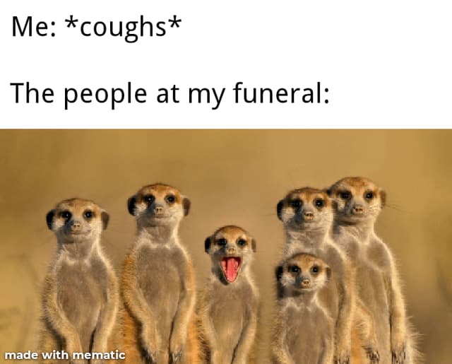 The 23 Funniest Meerkat Memes, Ranked