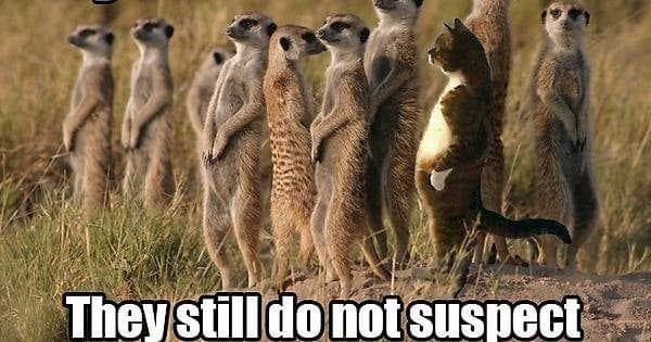 The 23 Funniest Meerkat Memes, Ranked