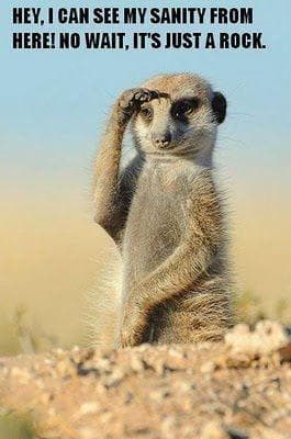 The 23 Funniest Meerkat Memes, Ranked