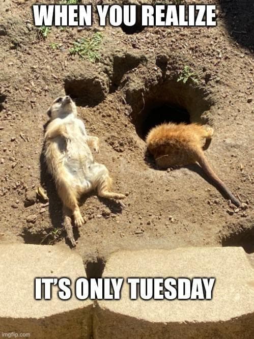 The 23 Funniest Meerkat Memes, Ranked