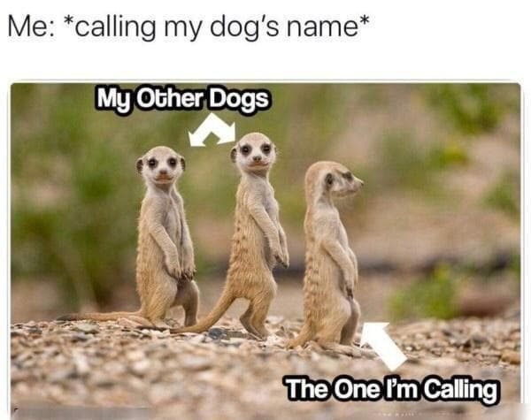 The 23 Funniest Meerkat Memes, Ranked