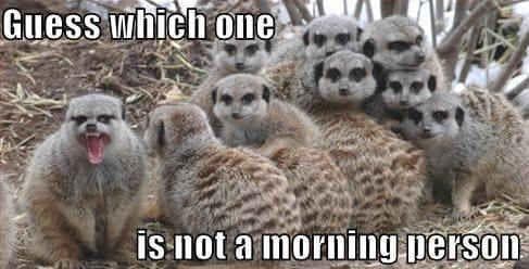 The 23 Funniest Meerkat Memes, Ranked