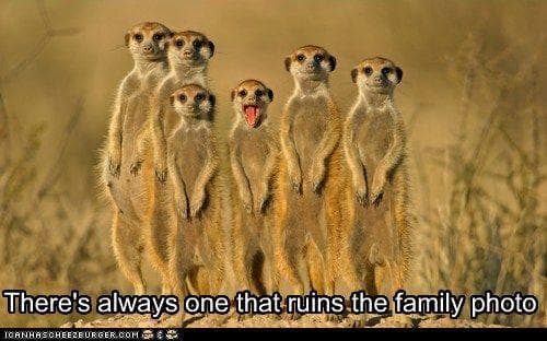 The 23 Funniest Meerkat Memes, Ranked