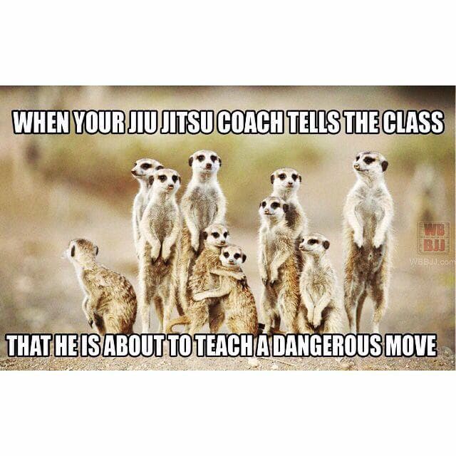 The 23 Funniest Meerkat Memes, Ranked