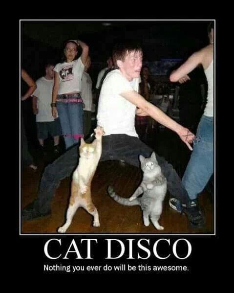 The 25 Funniest Disco Memes, Ranked
