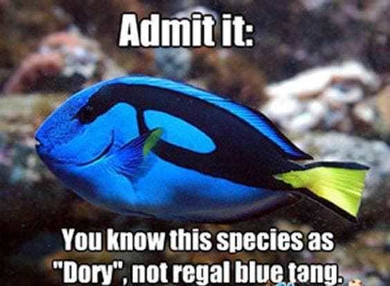 The 24 Funniest 'Finding Nemo' Memes, Ranked