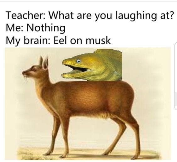 The 25 Funniest Elon Musk Memes, Ranked