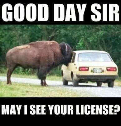 The 30 Funniest Bison Memes, Ranked