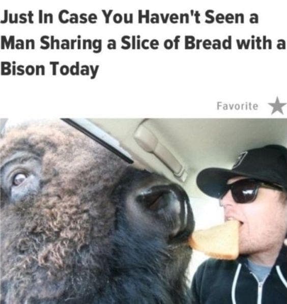 The 30 Funniest Bison Memes, Ranked