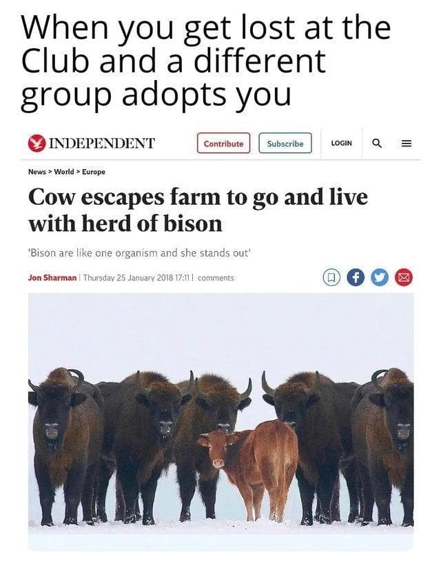 The 30 Funniest Bison Memes, Ranked