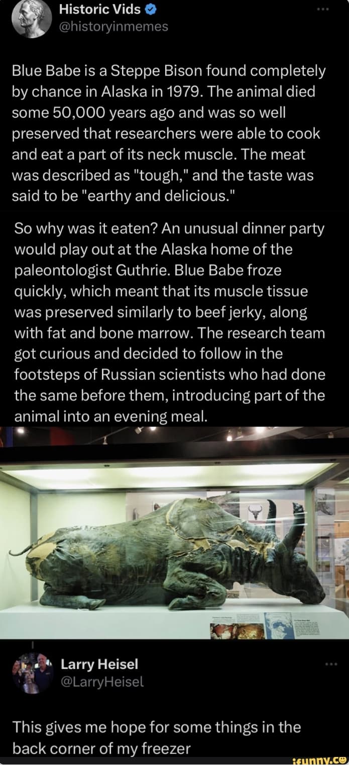 The 30 Funniest Bison Memes, Ranked