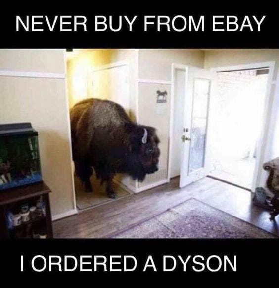 The 30 Funniest Bison Memes, Ranked