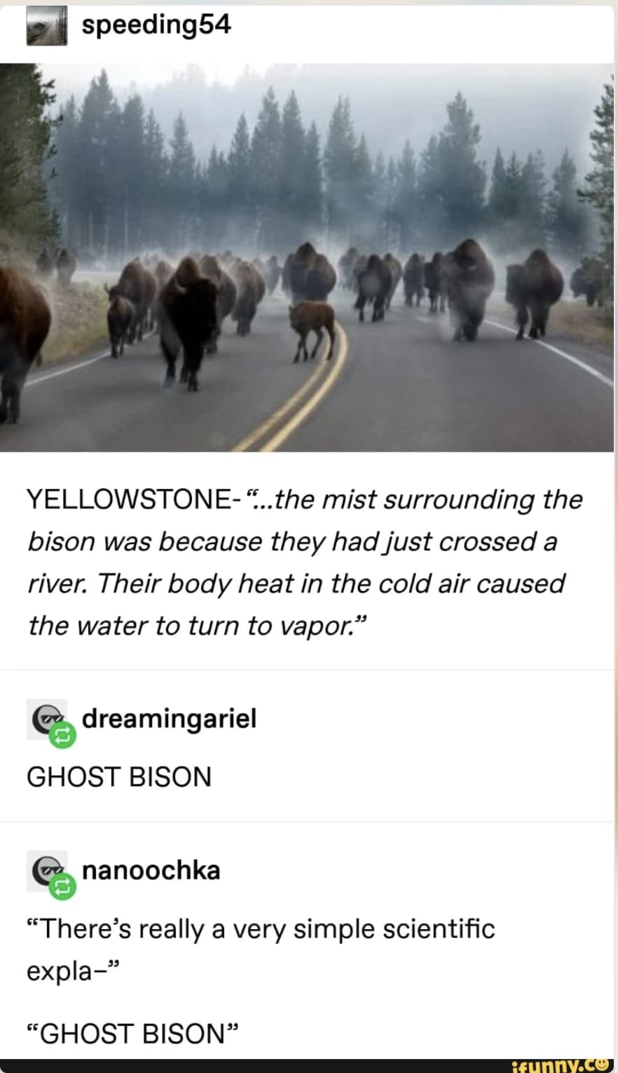 The 30 Funniest Bison Memes, Ranked